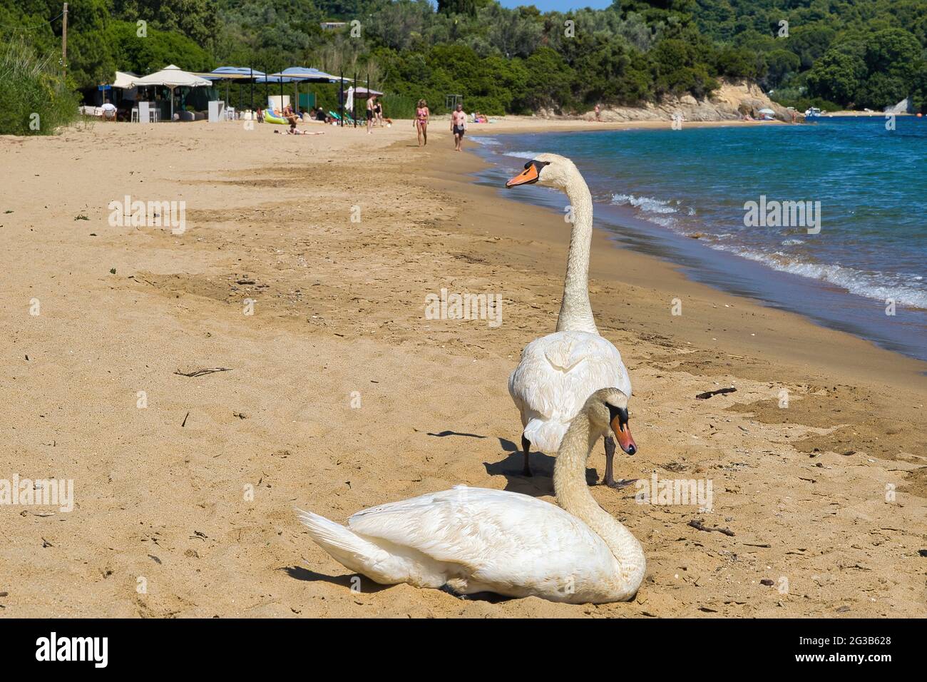 Swan on greek beach hi-res stock photography and images - Alamy