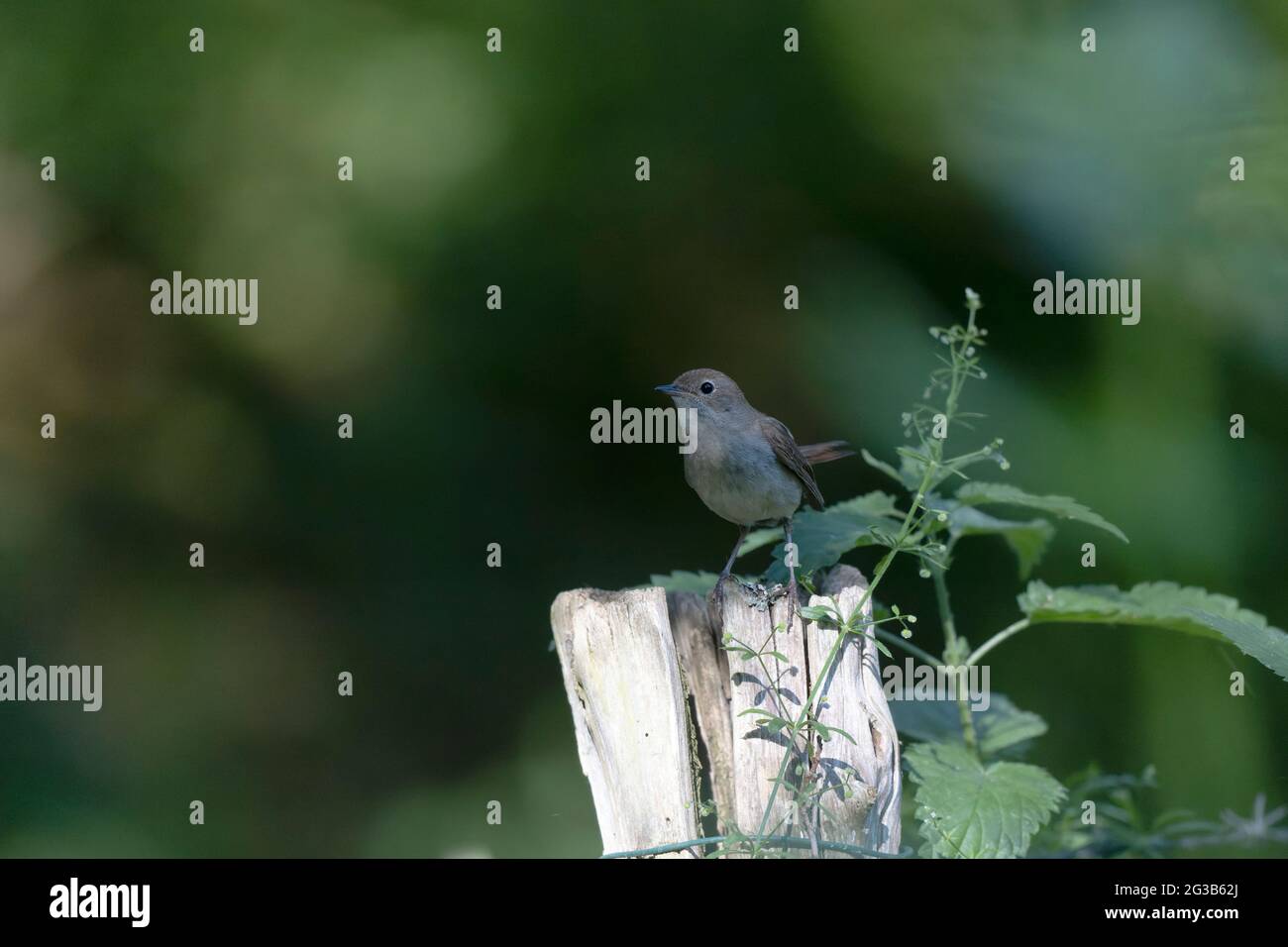 Male and female nightingale hi-res stock photography and images - Alamy