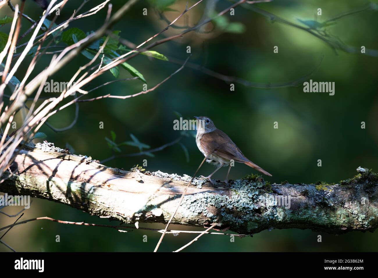 Male and female nightingale hi-res stock photography and images - Alamy