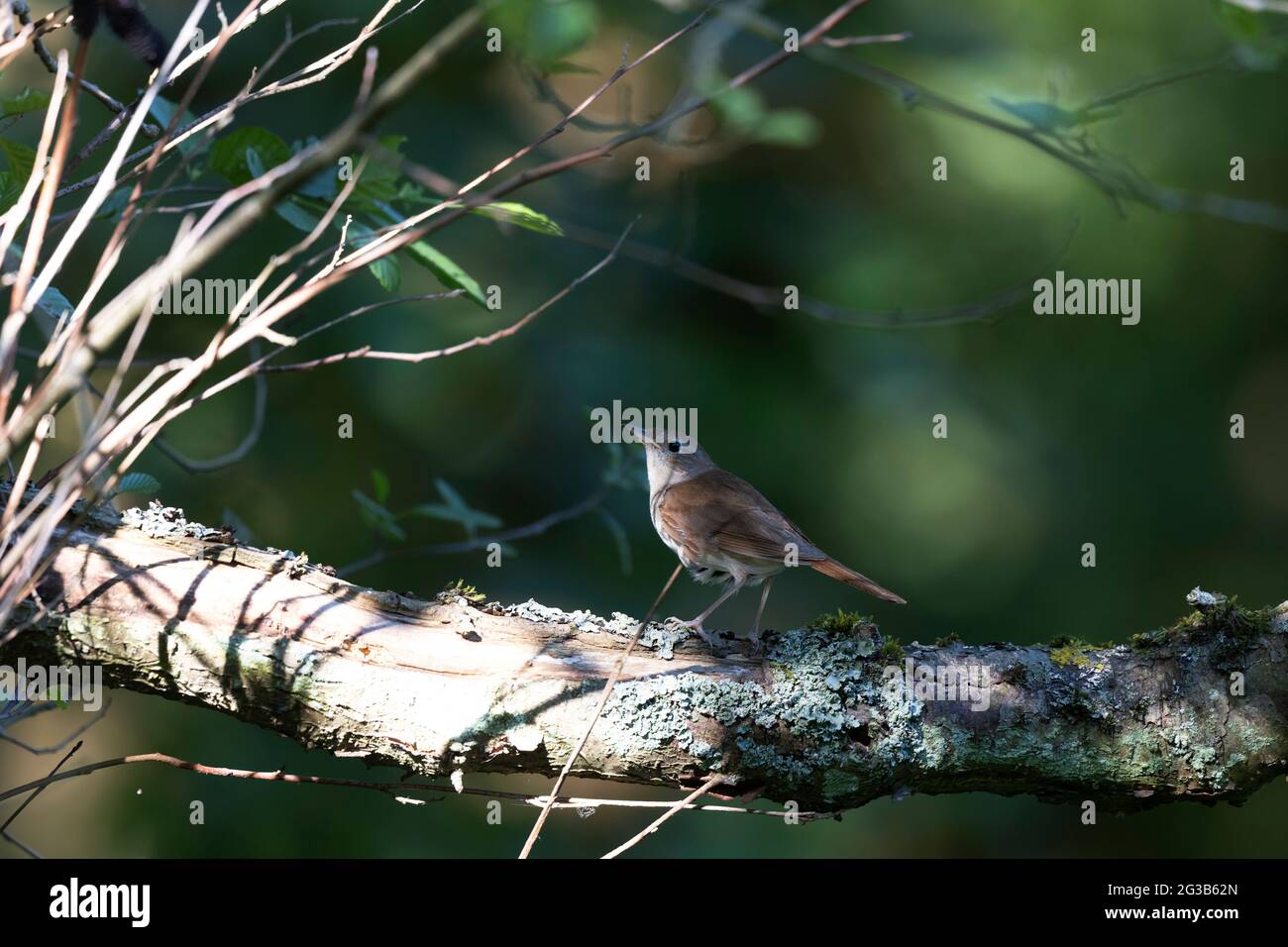 Male and female nightingale hi-res stock photography and images - Alamy