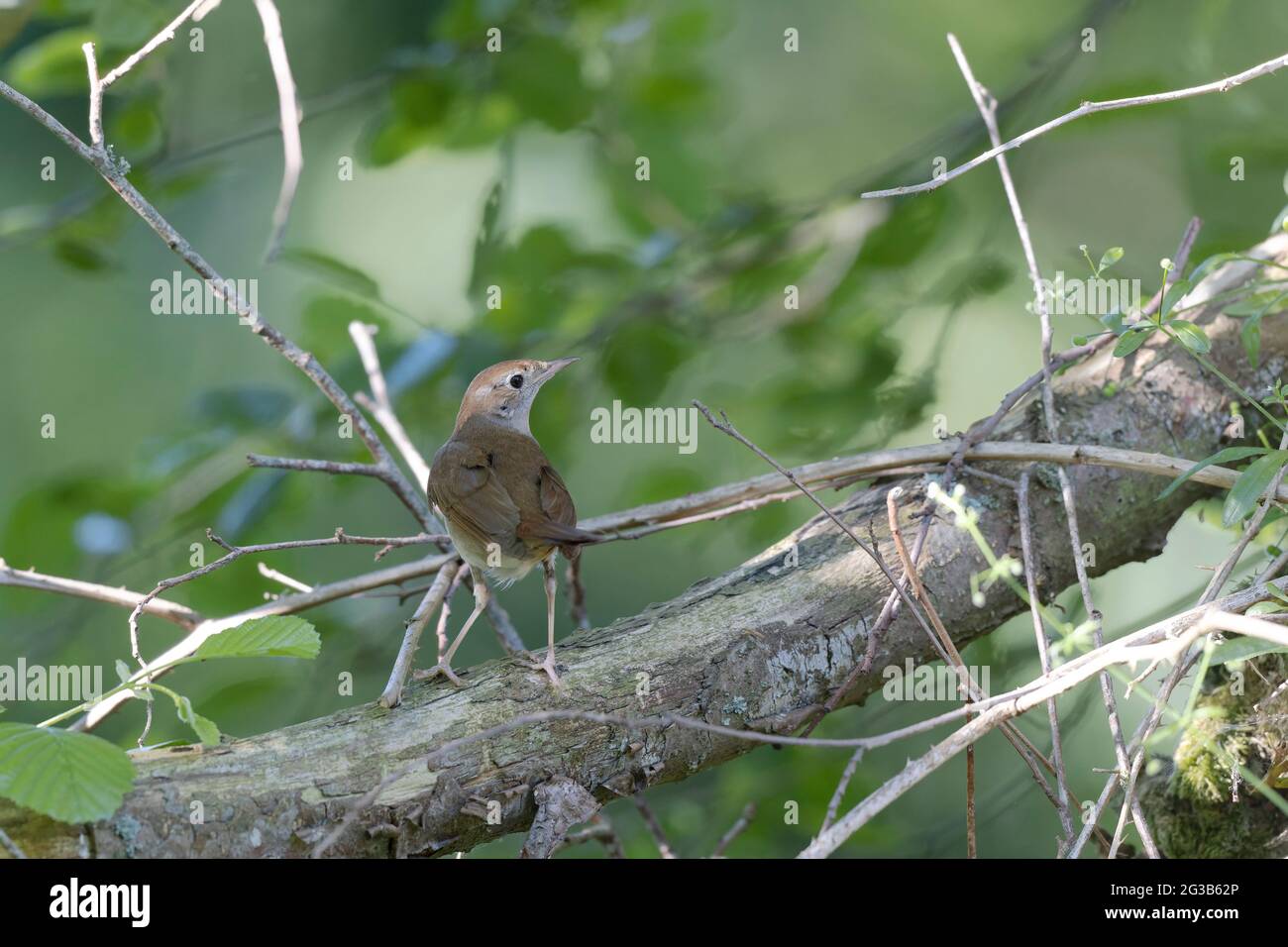 Male and female nightingale hi-res stock photography and images - Alamy