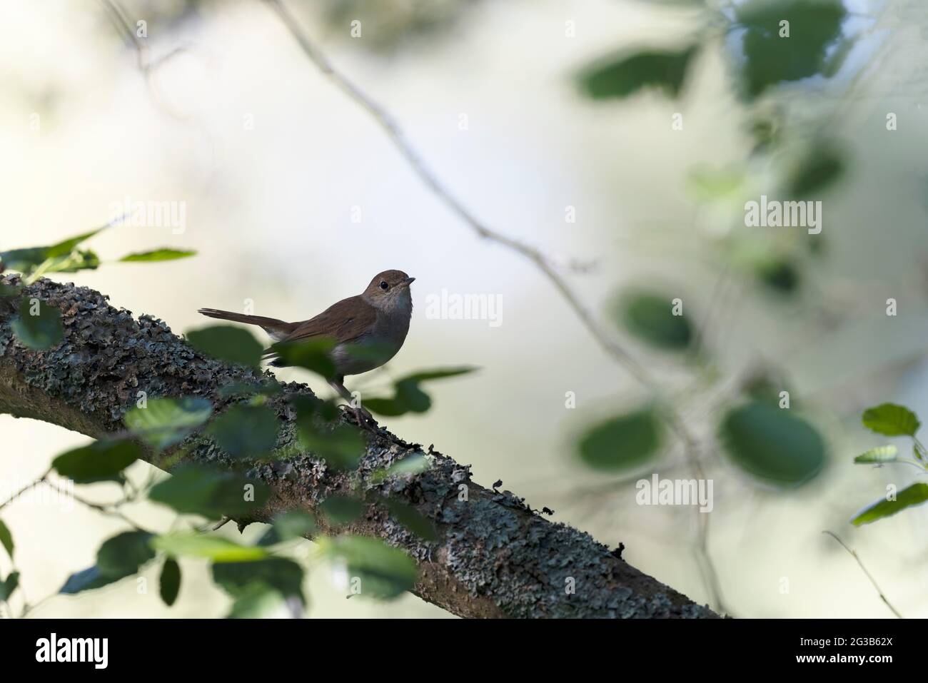 Male and female nightingale hi-res stock photography and images - Alamy