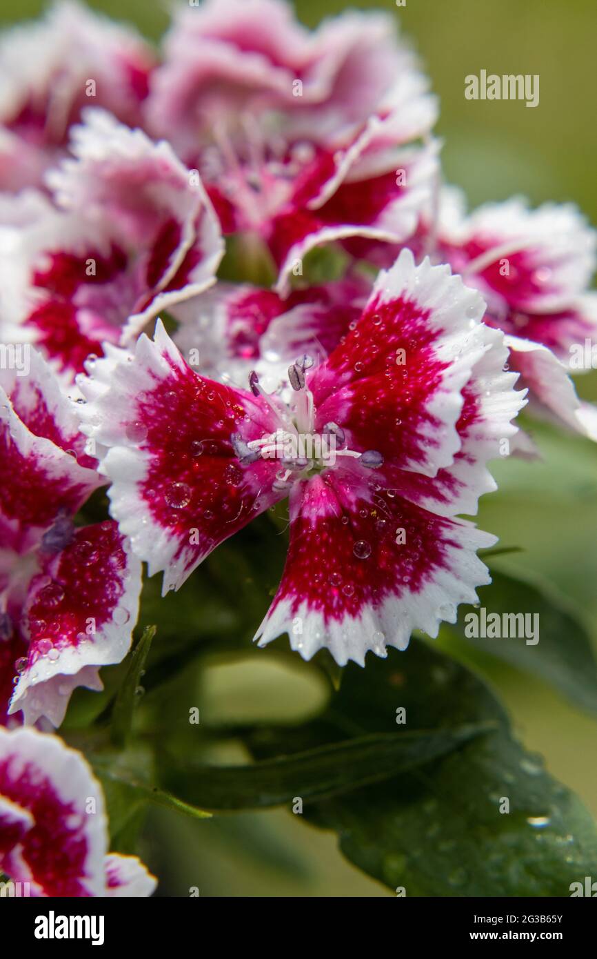 A close-up of red and white sweet williams blooming early June Stock ...