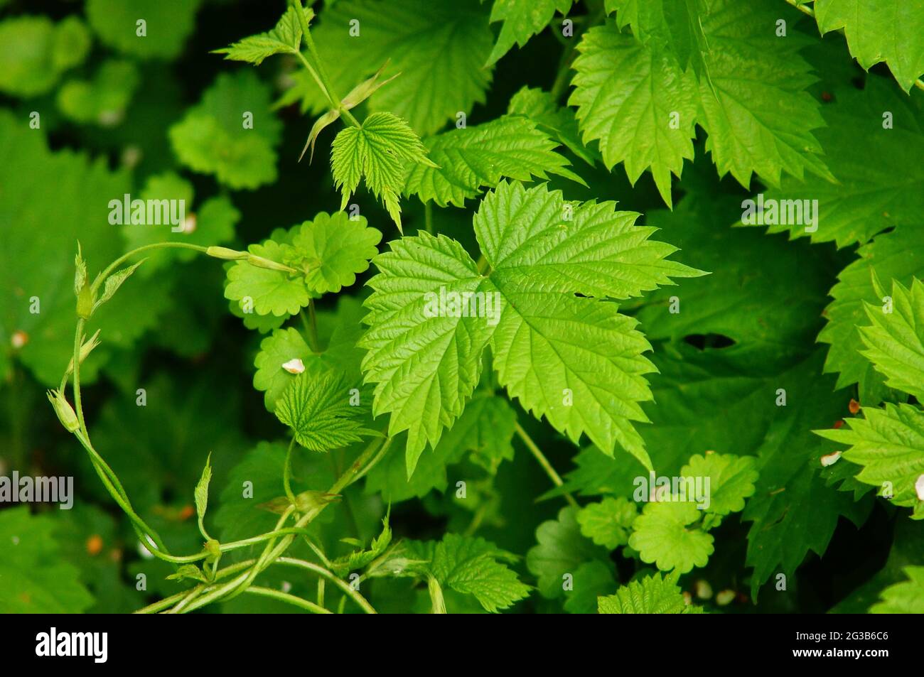 Wild hops growing in a front garden Stock Photo - Alamy
