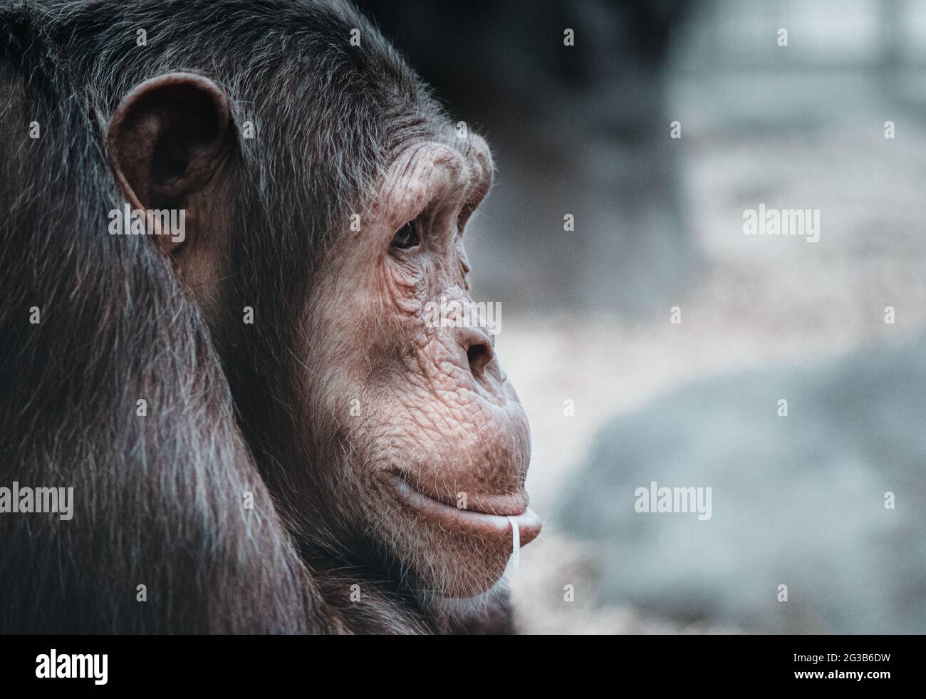 Chimp portrait funny hi-res stock photography and images - Alamy