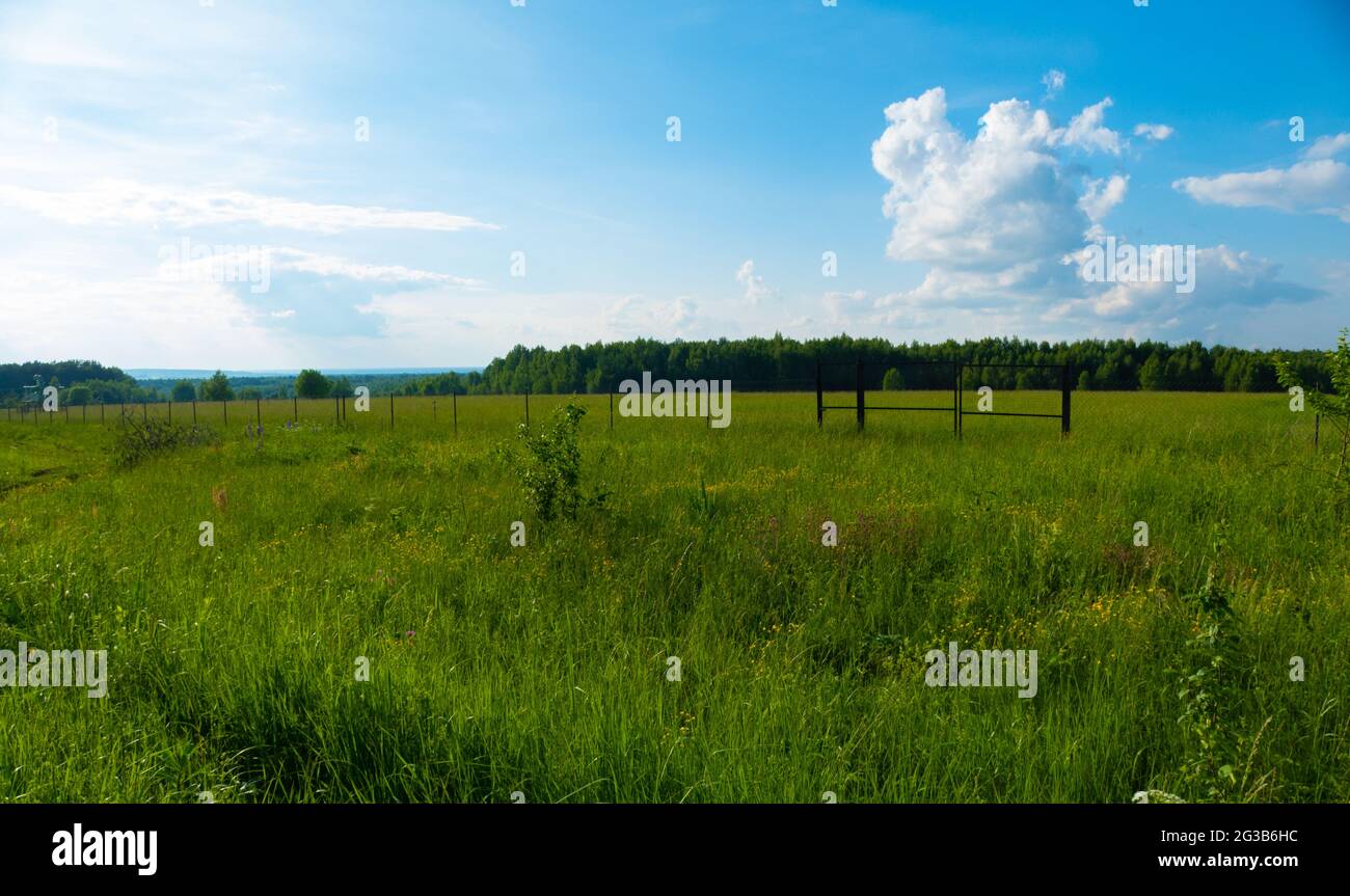 Russian field in summer in Russia 2021 Stock Photo - Alamy