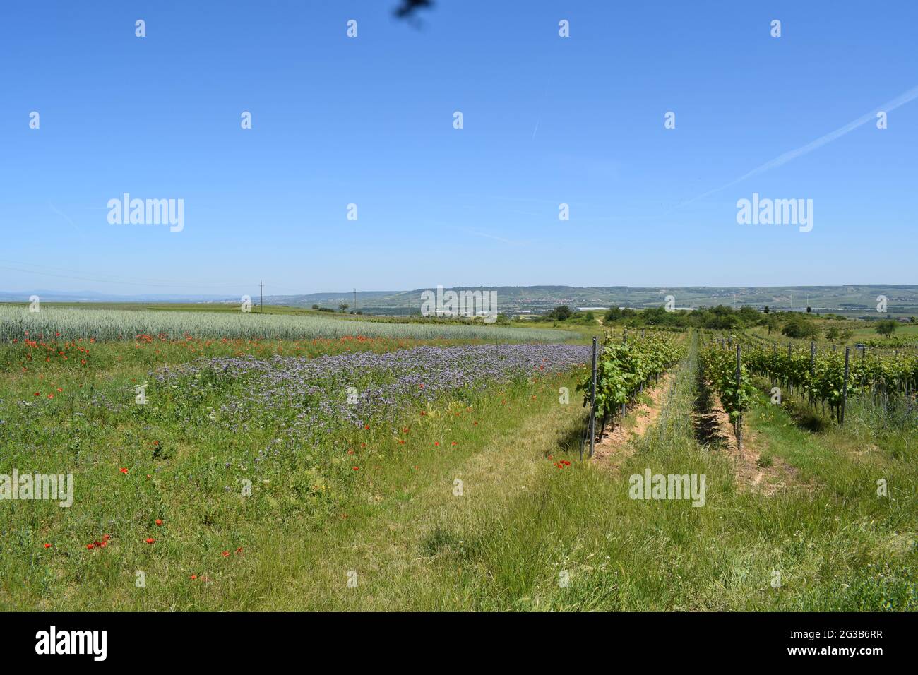 wild flowers at the Nahe vineyards Stock Photo - Alamy