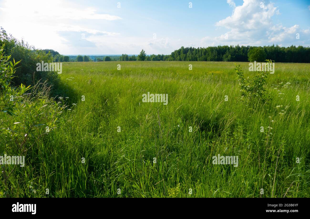 Russian field in summer in Russia 2021 Stock Photo - Alamy
