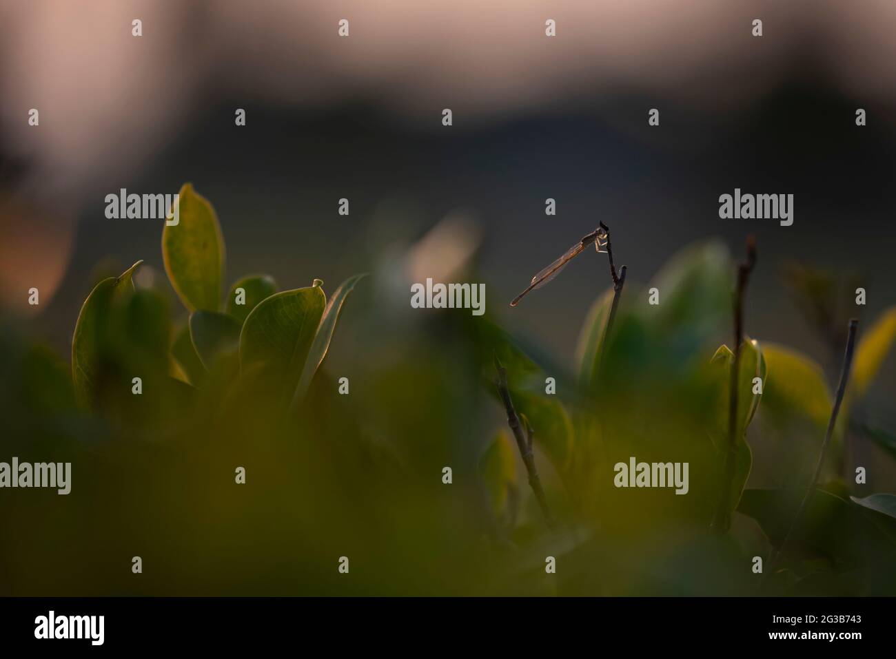 Insects and beautiful bokeh Stock Photo - Alamy