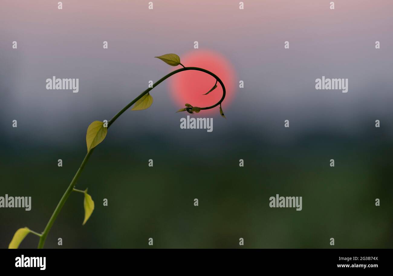 Creative grass hi-res stock photography and images - Alamy