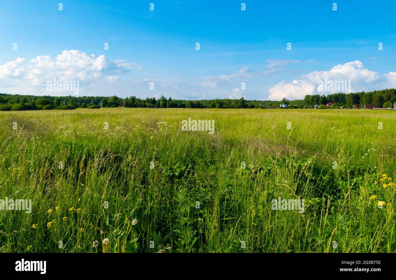Russian field in summer in Russia 2021 Stock Photo - Alamy