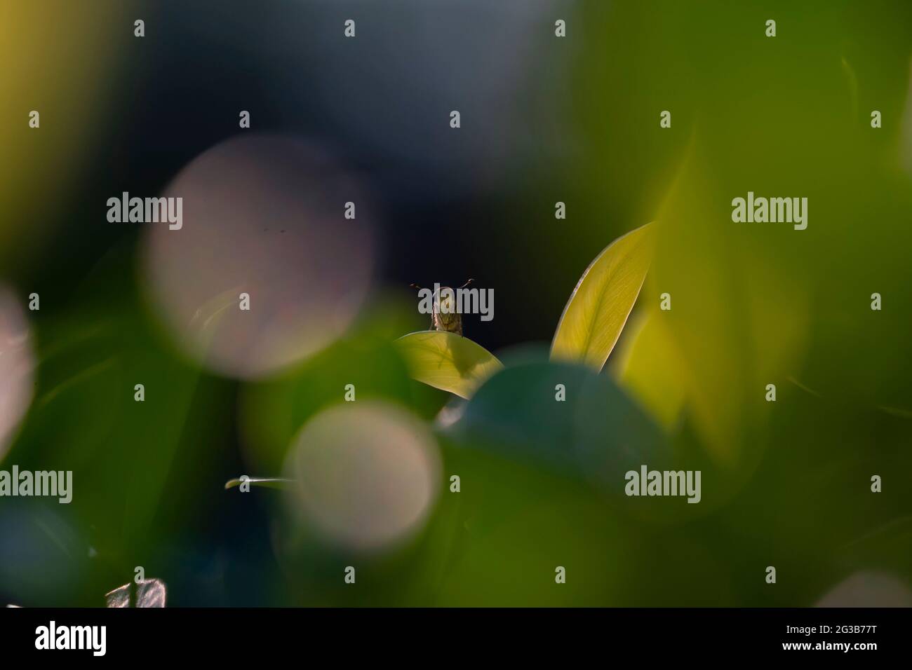 Insects and beautiful bokeh Stock Photo - Alamy