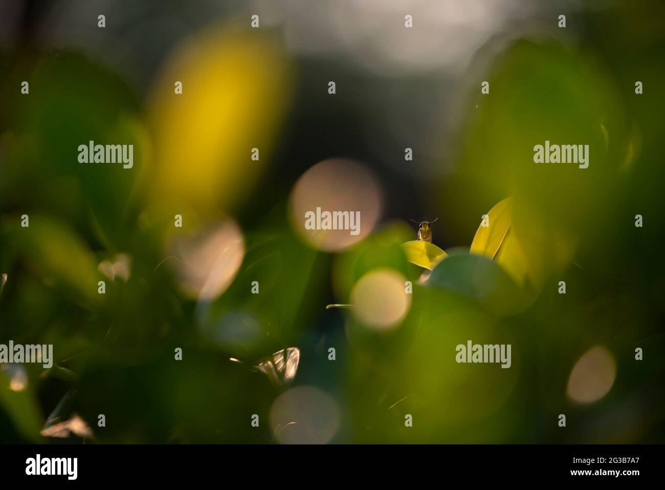 Terrestrial insects hi-res stock photography and images - Alamy