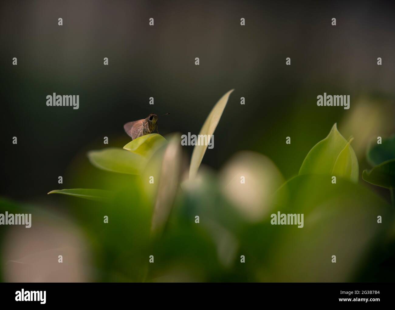 Insects and beautiful bokeh Stock Photo - Alamy