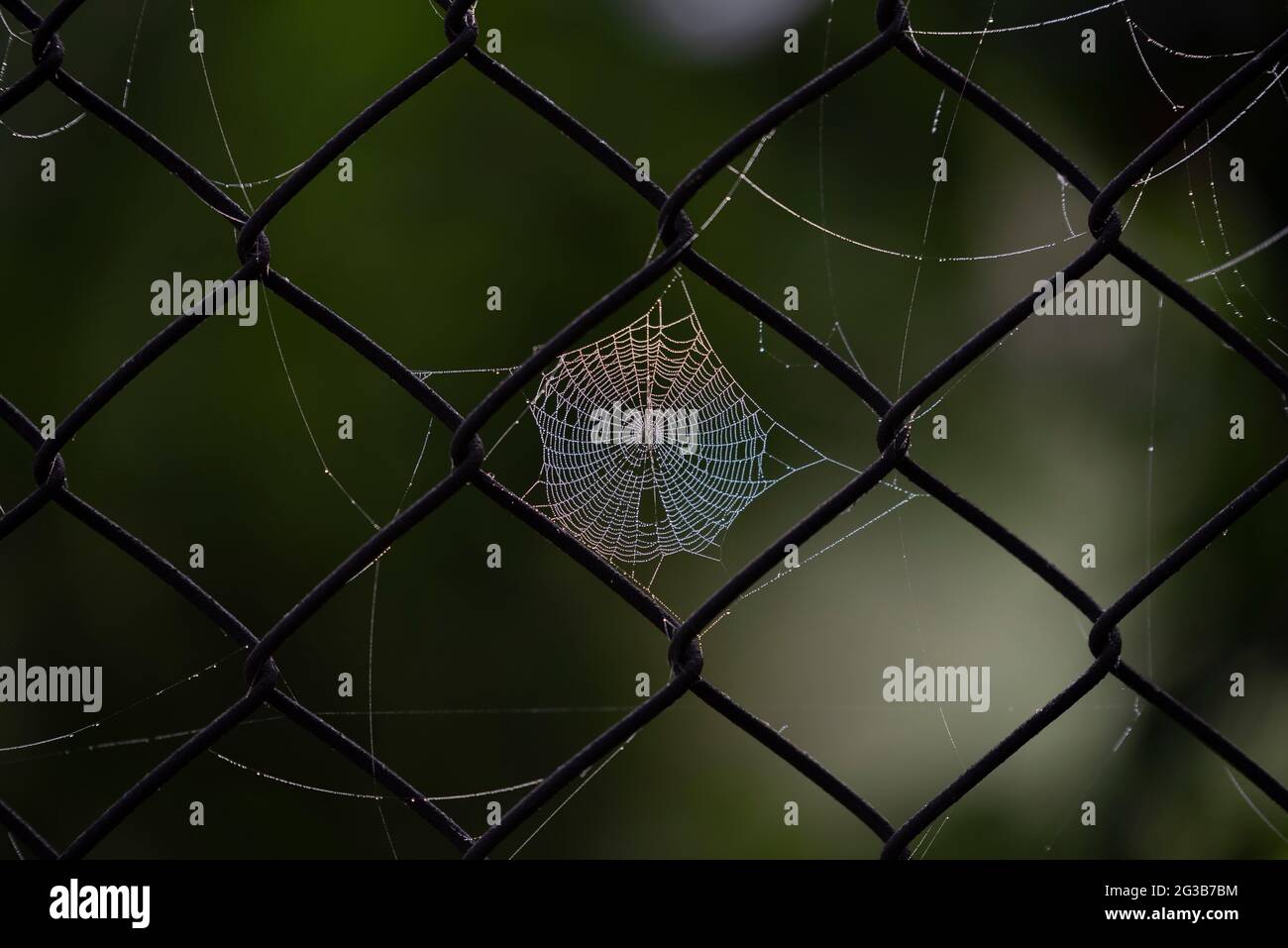 Spider and creative shot Stock Photo - Alamy