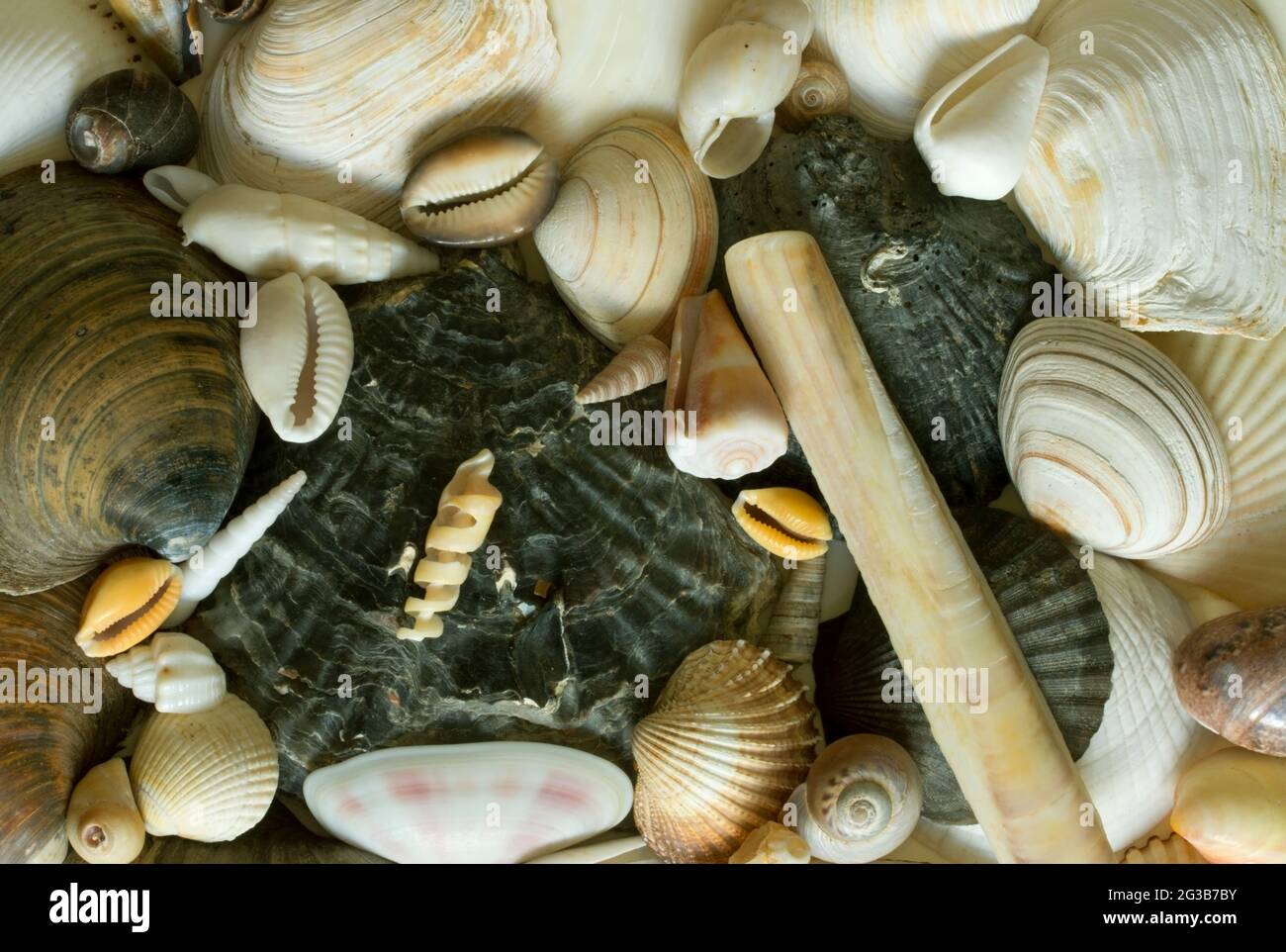 Cowrie Shell Money High Resolution Stock Photography and Images - Alamy