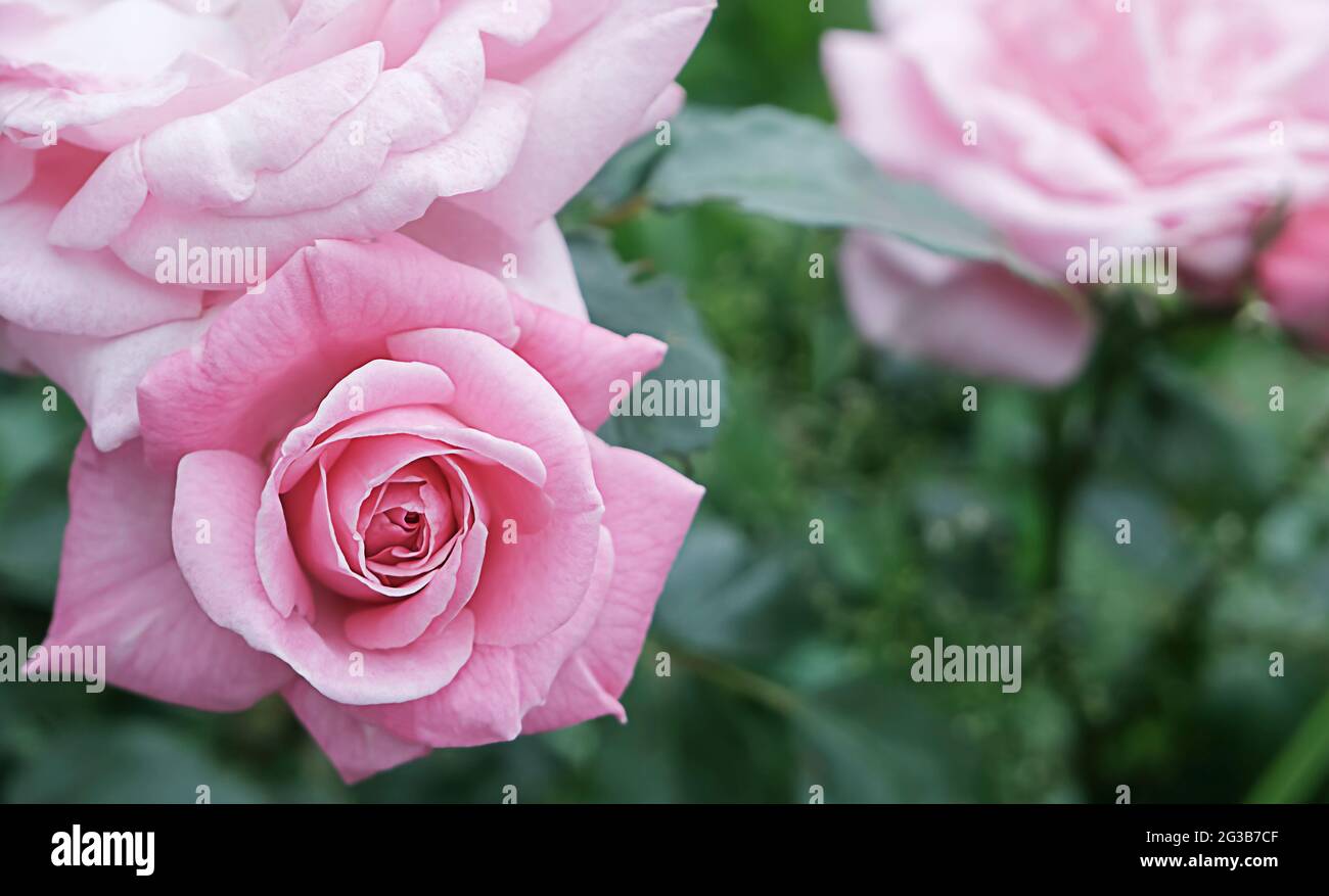 Blooming rose garden bush in the park close-up. Rosebuds and blooming ...