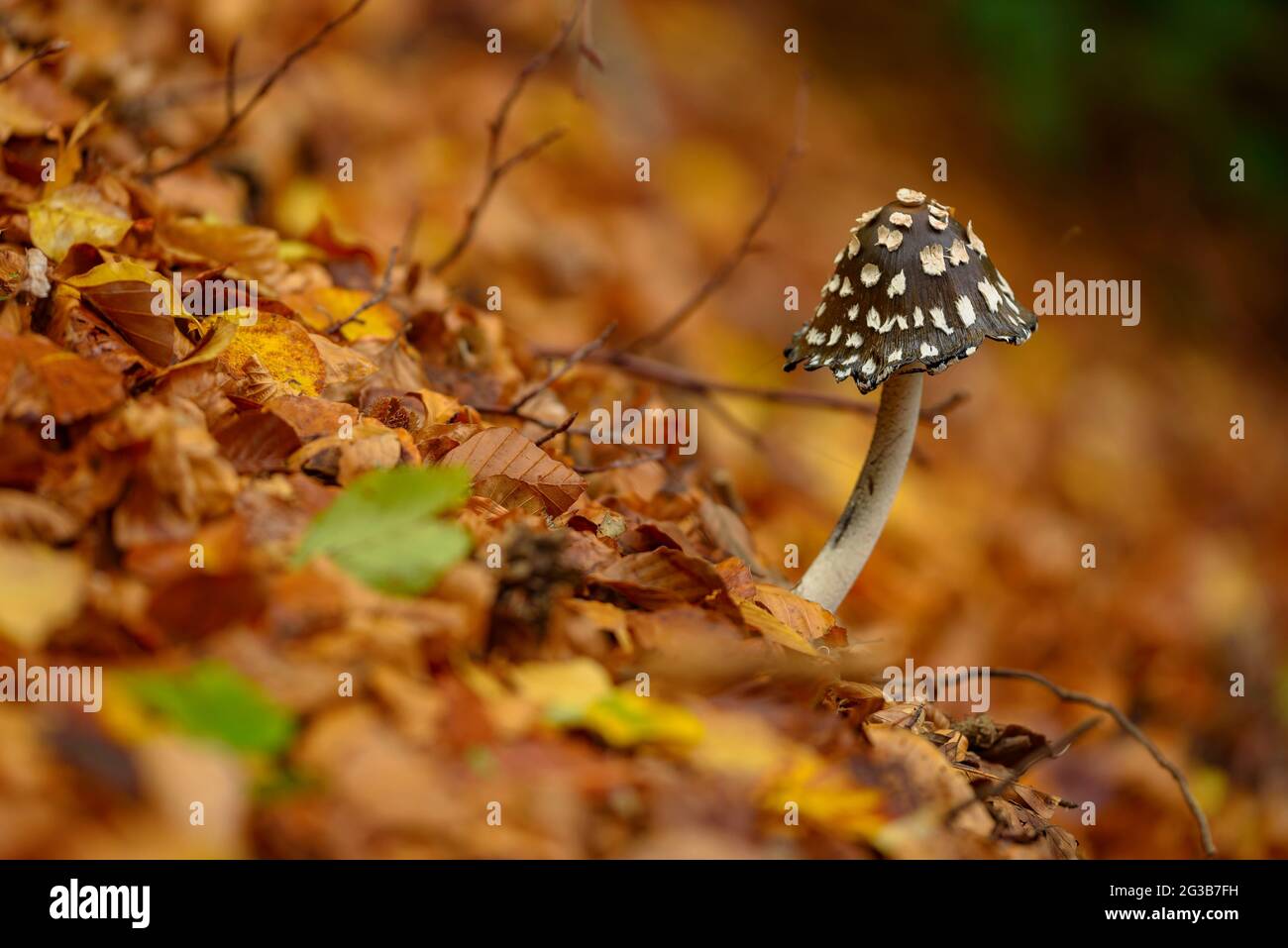 Seta en hojas hi-res stock photography and images - Alamy