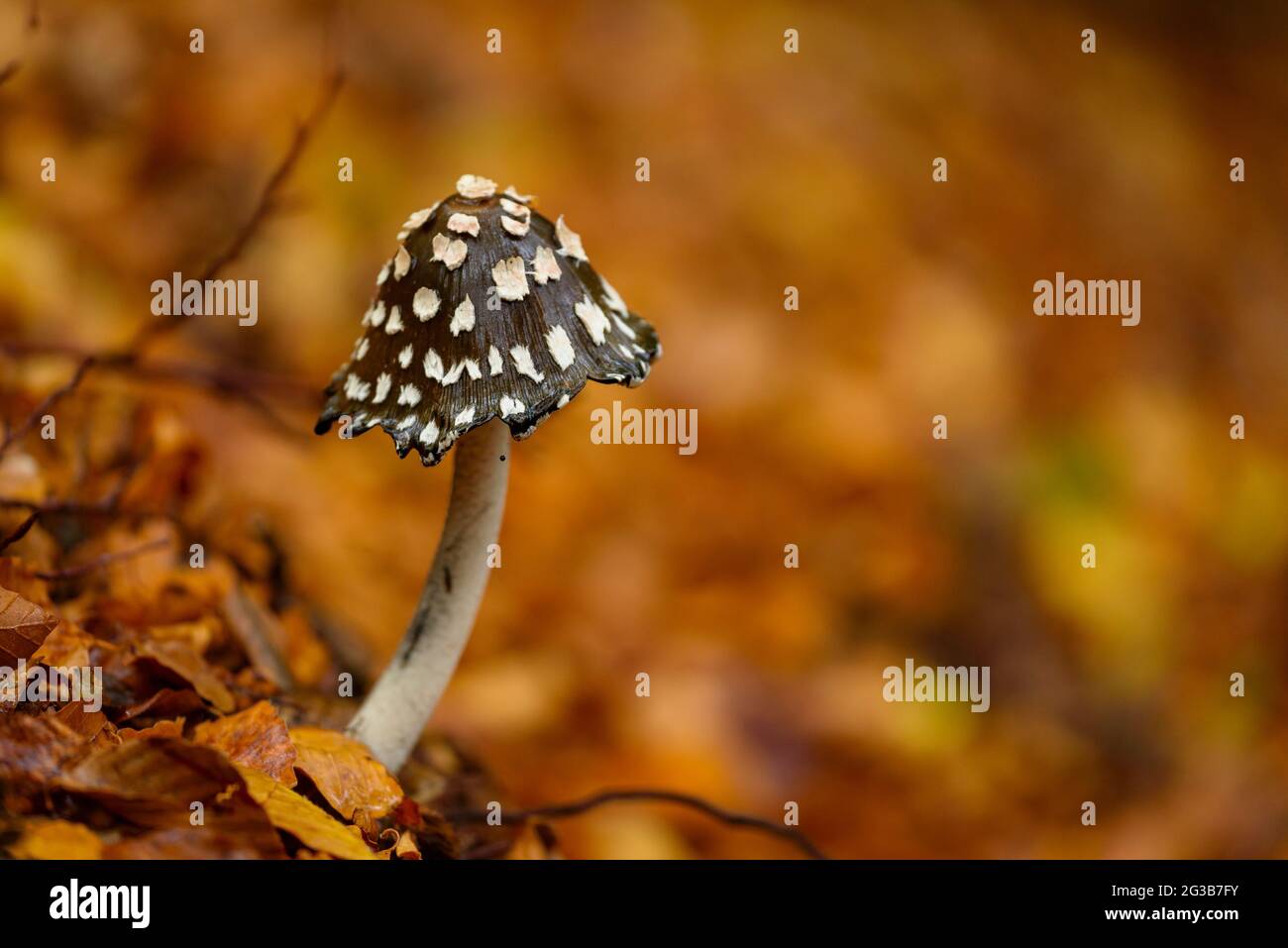 Seta en hojas hi-res stock photography and images - Alamy