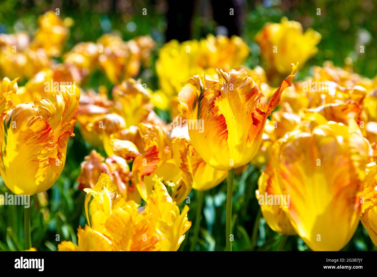 Orange Parrot Tulips at Hampton Court Palace, Richmond, London, UK ...