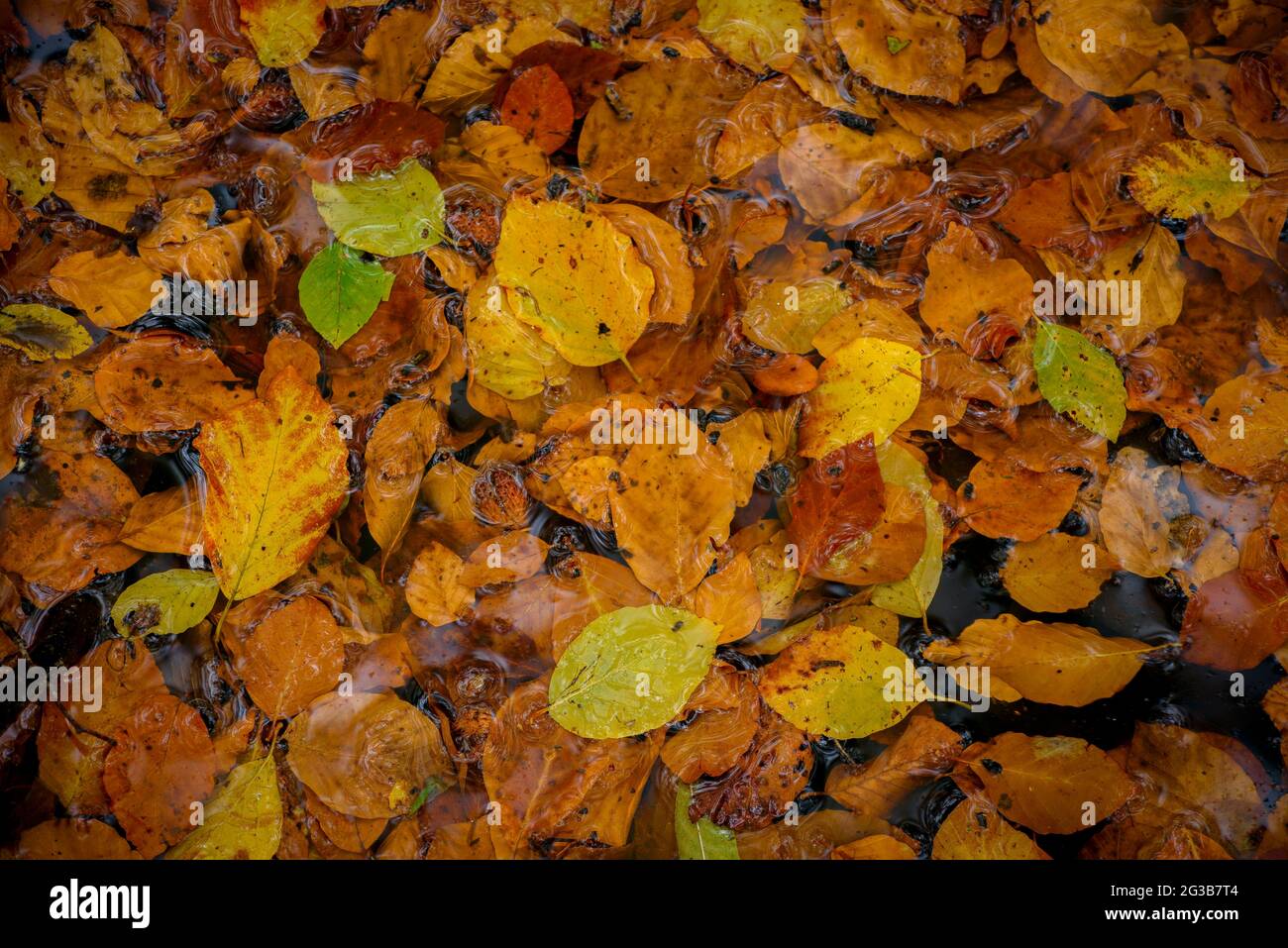 Hojas sobre el agua hi-res stock photography and images - Alamy
