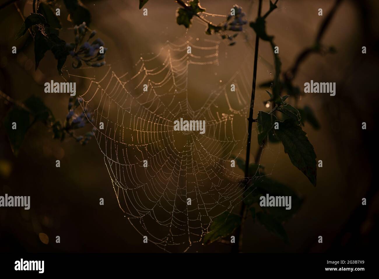Spider and creative shot Stock Photo - Alamy