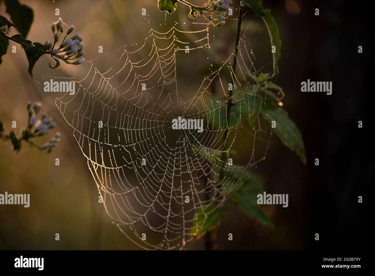 Spider and creative shot Stock Photo - Alamy