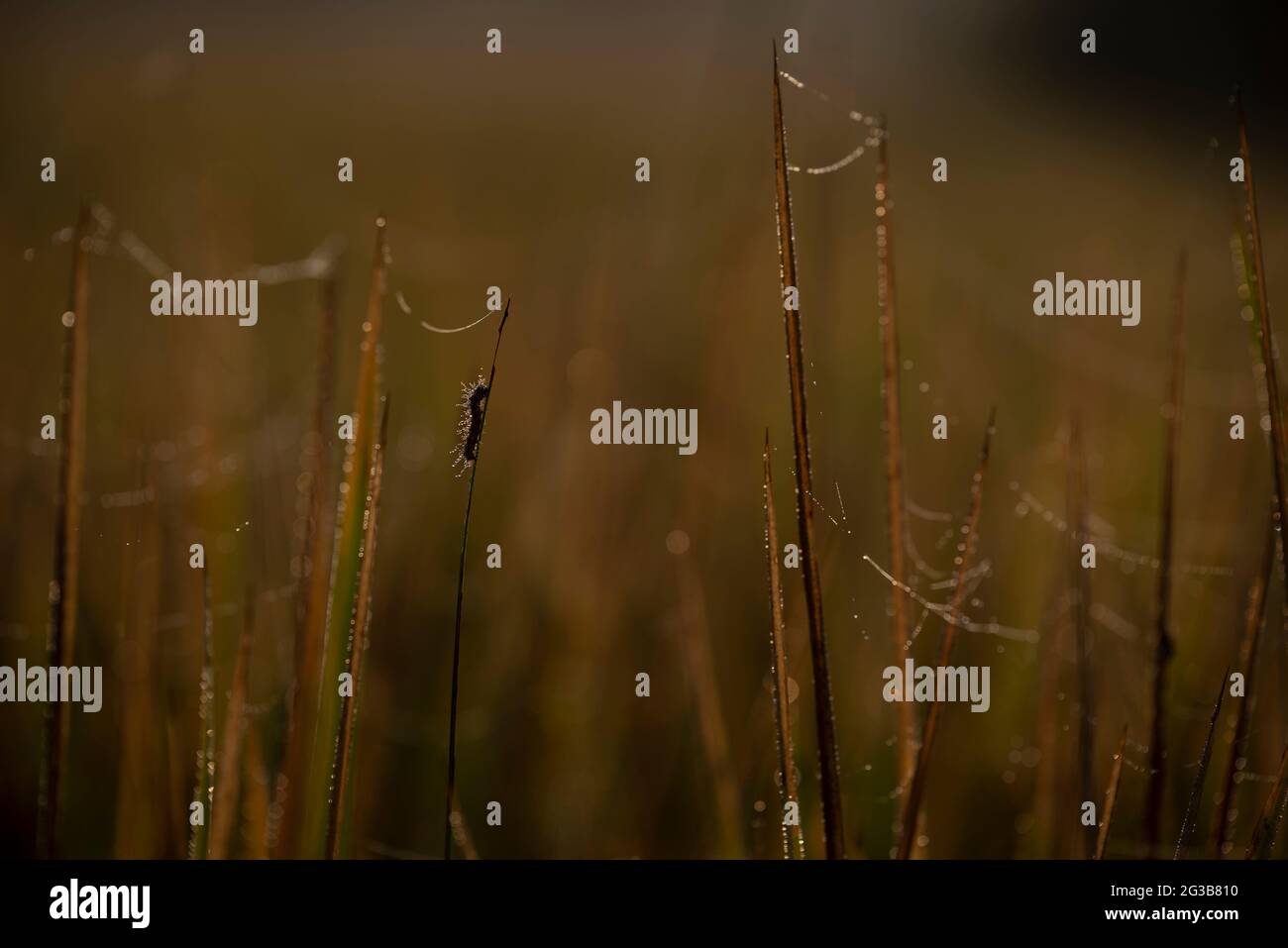 Insects of grassland hi-res stock photography and images - Alamy