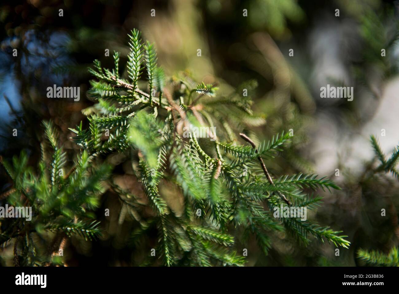 Fir leaf hi-res stock photography and images - Alamy