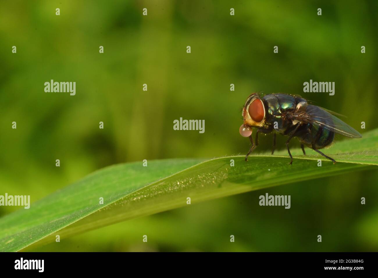 Green botlle fly in nature hi-res stock photography and images - Alamy
