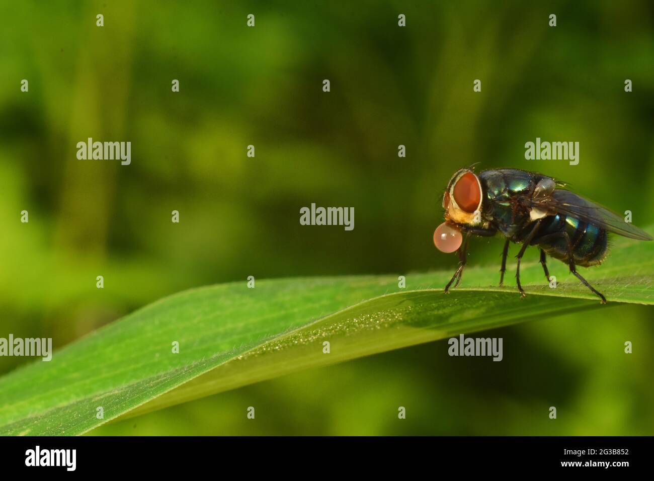 Green Botlle Fly In Nature High Resolution Stock Photography and Images ...