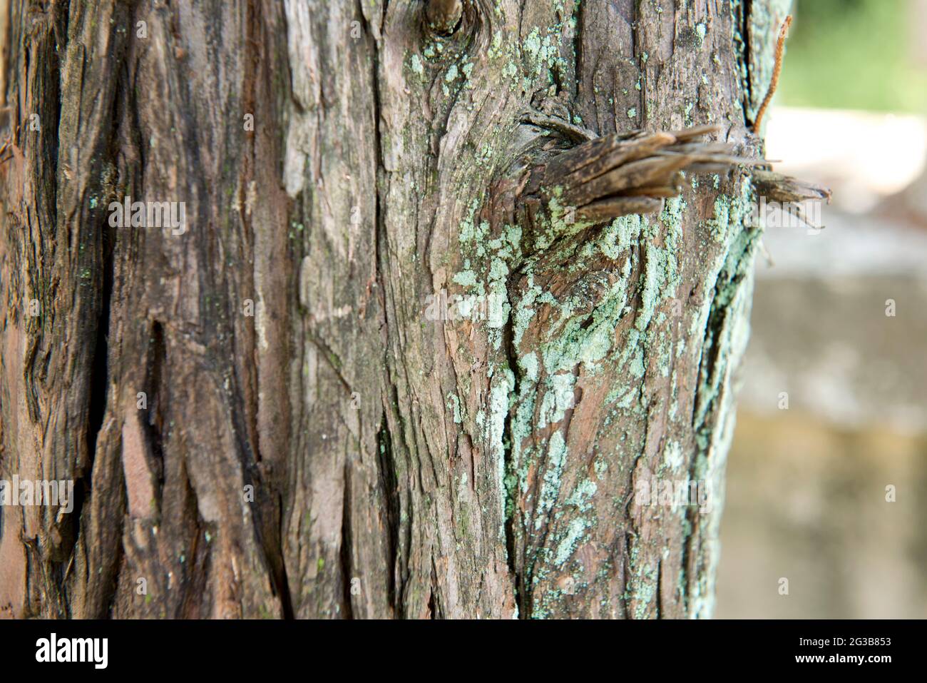 Green moss on a tree trunk with blurred background Stock Photo - Alamy