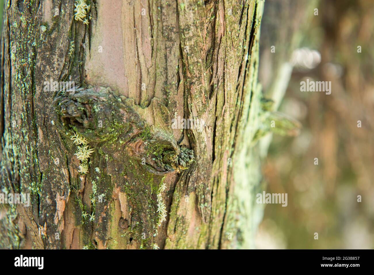 Green moss on a tree trunk with blurred background Stock Photo - Alamy