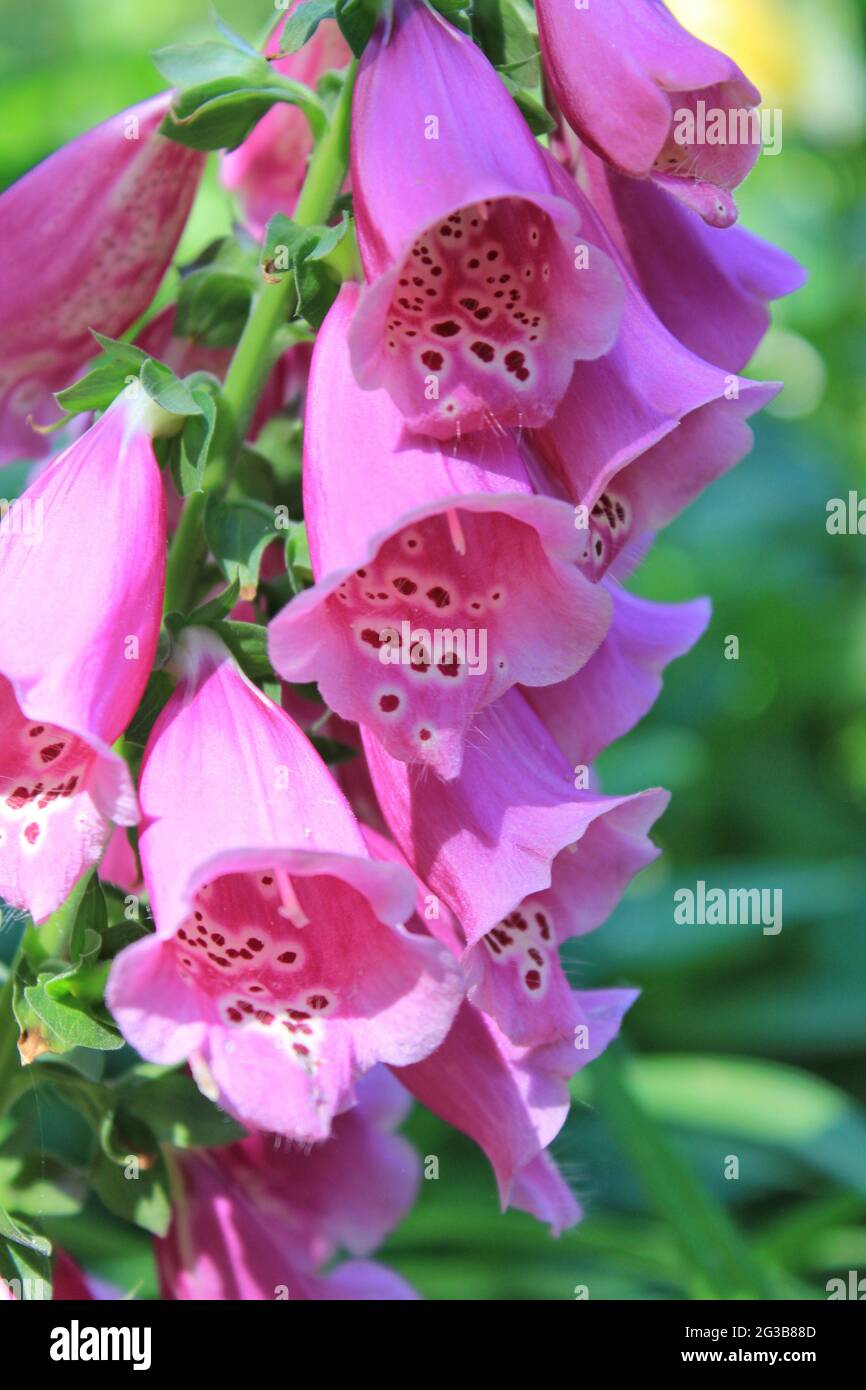 Bell Flowers High Resolution Stock Photography and Images - Alamy