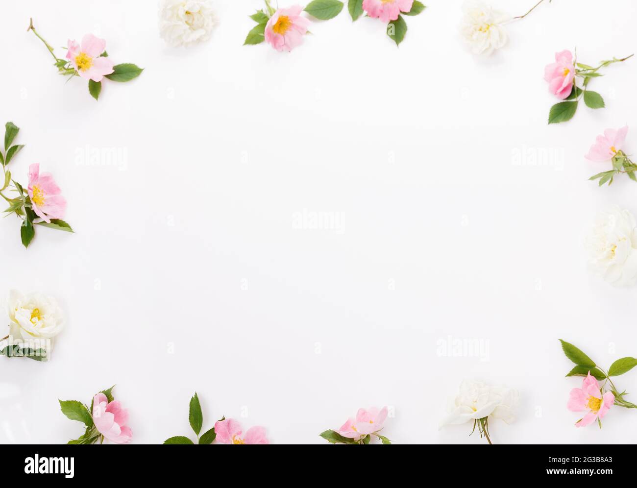 Festive flower wild pink rose composition on the white background ...