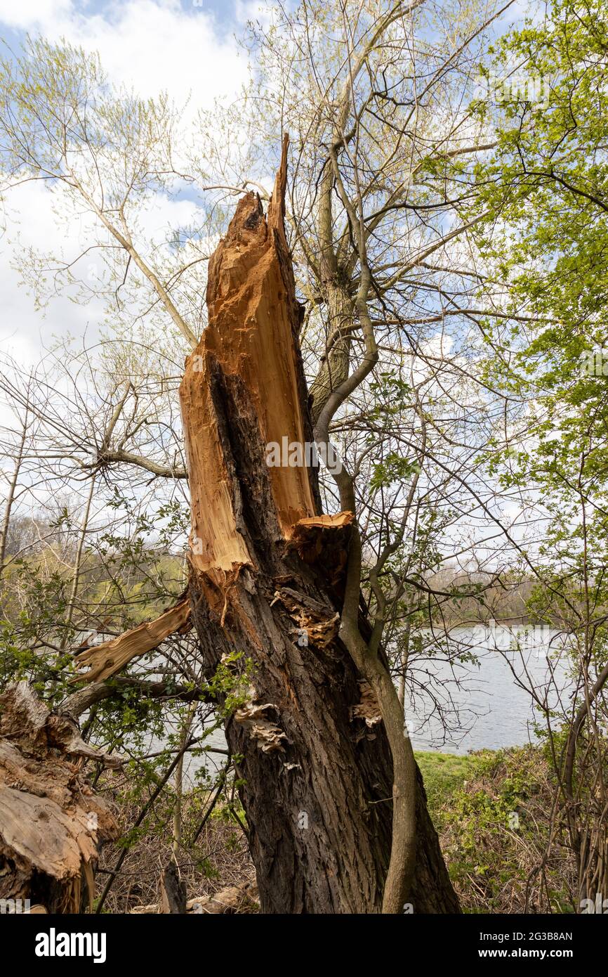 Lightning thunder tree hi-res stock photography and images - Alamy