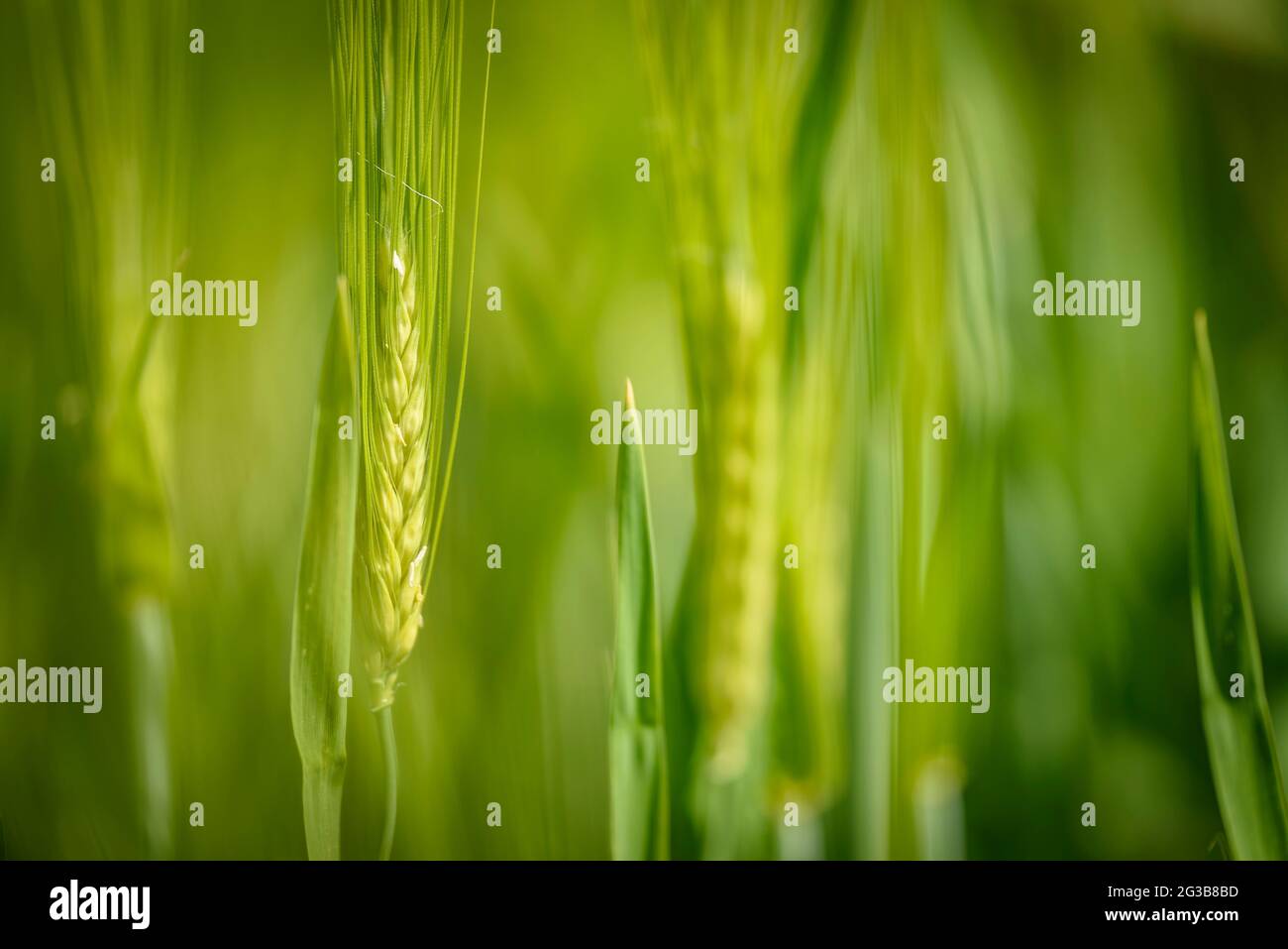 Espigas de trigo detalle hi-res stock photography and images - Alamy