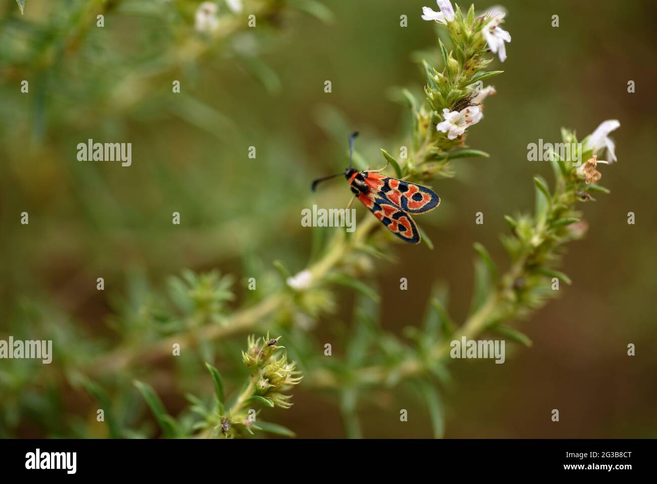 Details of insects and flora near to La Portella (Berguedà, Catalonia ...