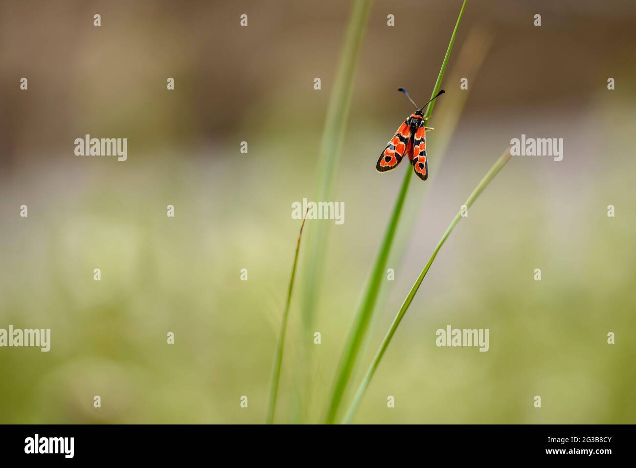 Insekt de insectos hi-res stock photography and images - Alamy