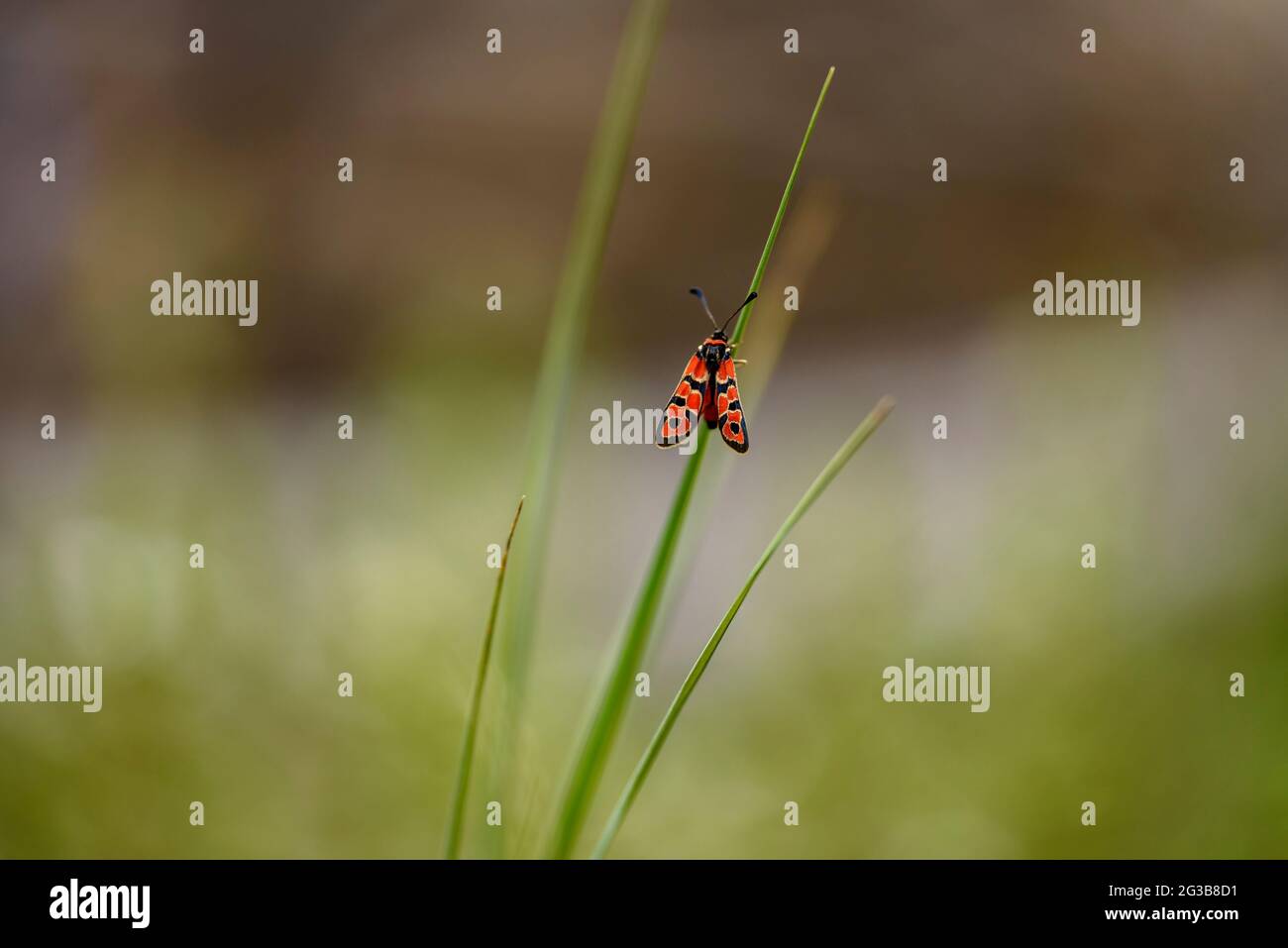 Flora y fauna europa hi-res stock photography and images - Alamy