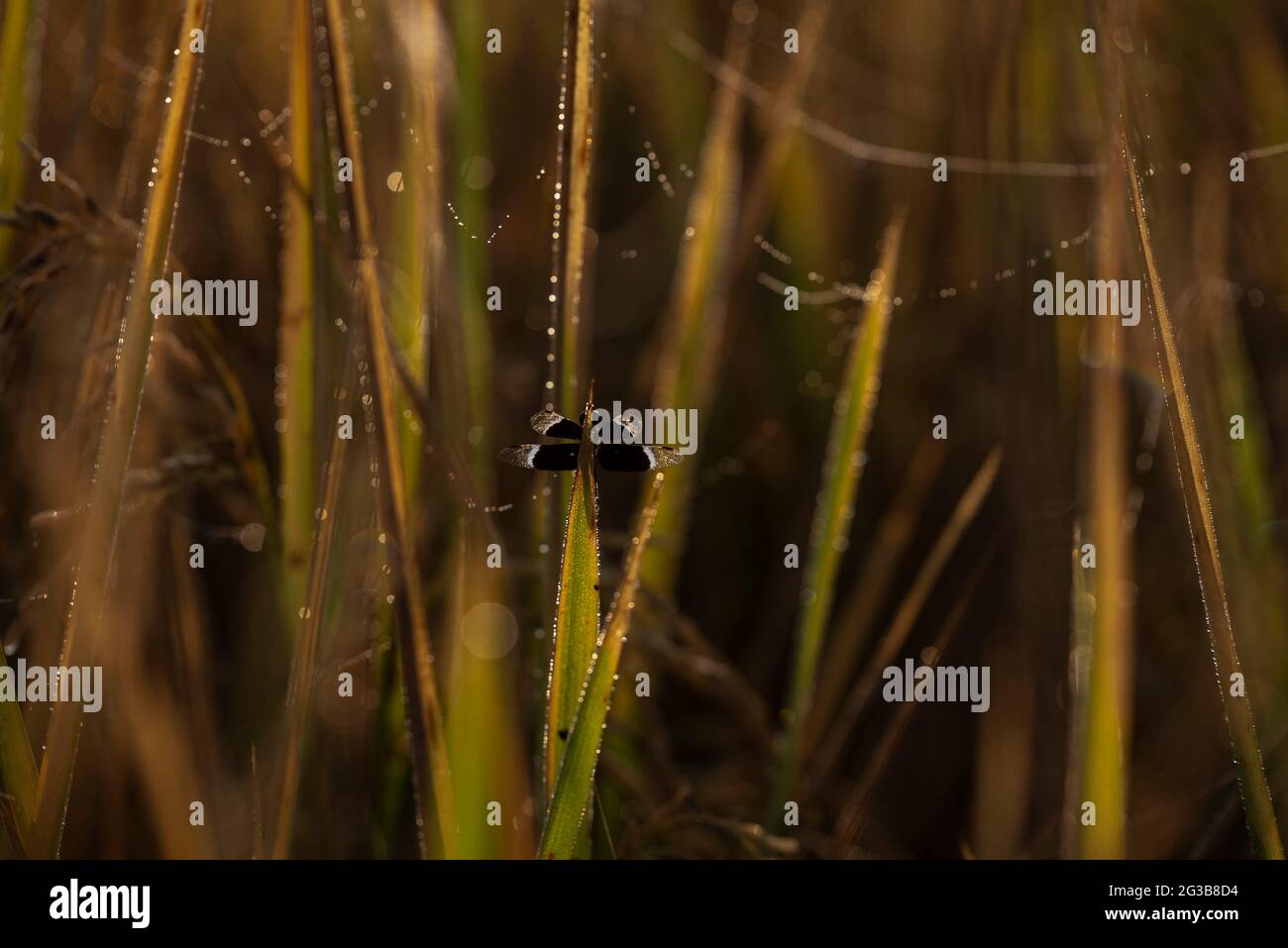 Jungle insects hi-res stock photography and images - Alamy