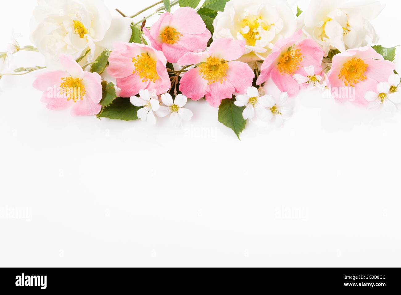 Festive flower wild pink rose composition on the white background ...