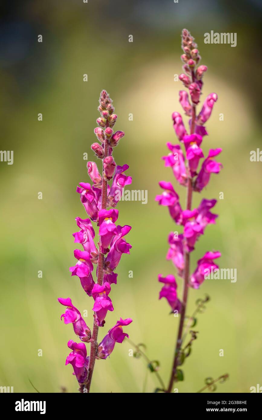 Details of some spring flowers in the Conca d'Òdena basin (Anoia ...