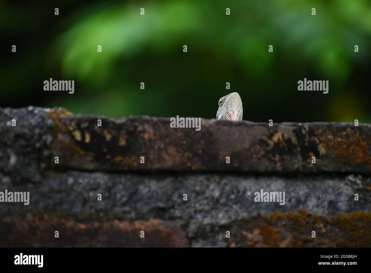 A garden lizard (Calotes versicolor) peeping on a brick wall Stock ...