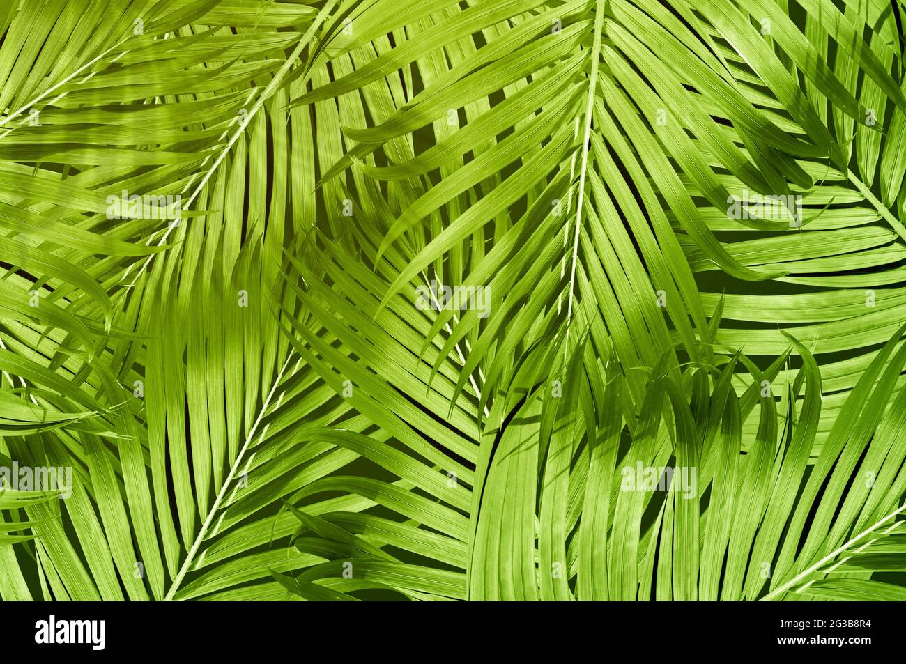 Stack of green palm leaves for background Stock Photo - Alamy
