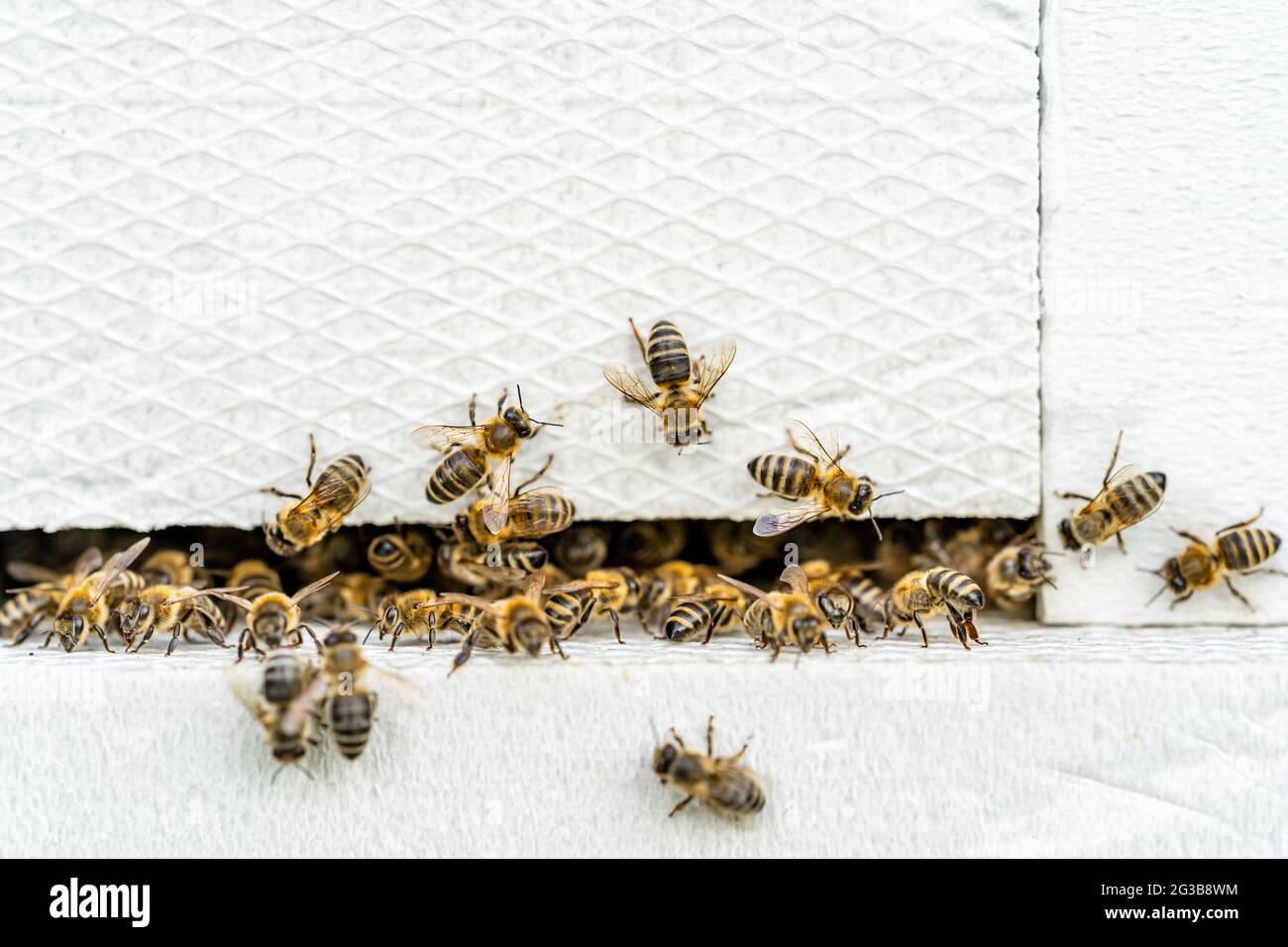 White hive hi-res stock photography and images - Alamy