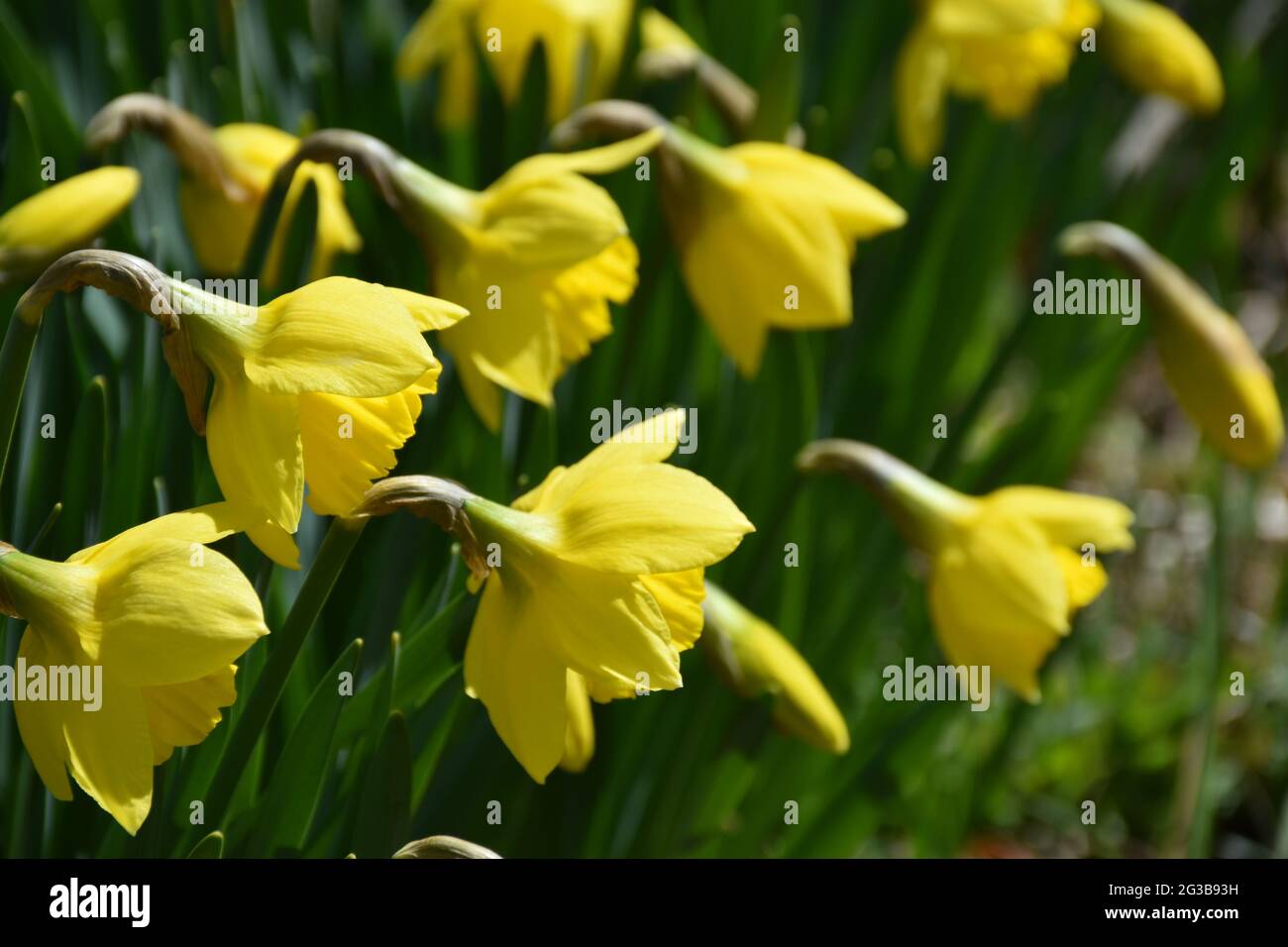 Jonquille flower hi-res stock photography and images - Alamy