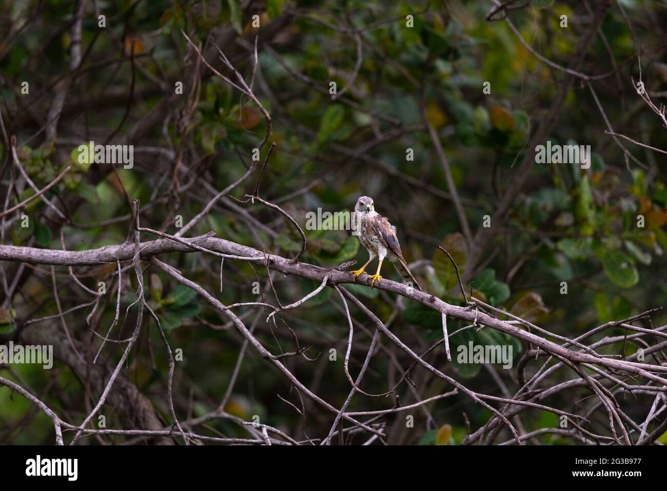 Shikra in habitat Stock Photo - Alamy