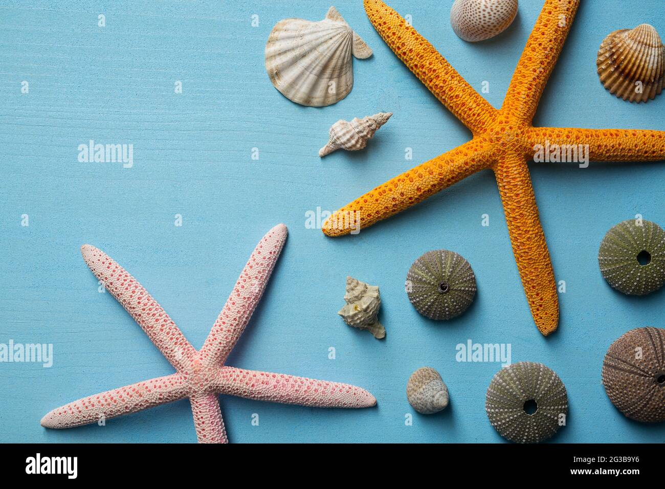 Sea stars and shells on wooden background Stock Photo - Alamy