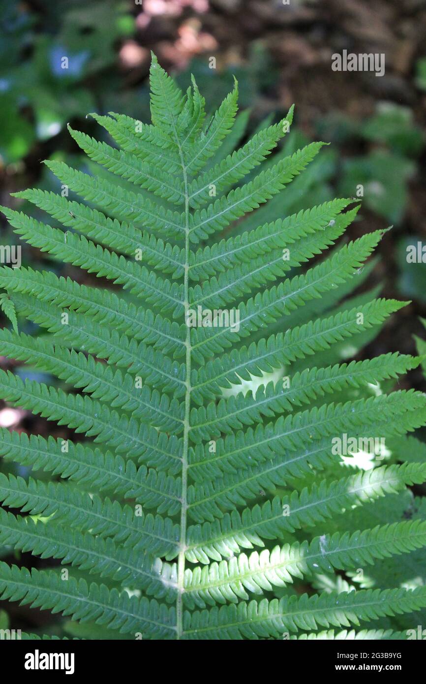 Summertime green ferns growing in the summer garden Stock Photo - Alamy